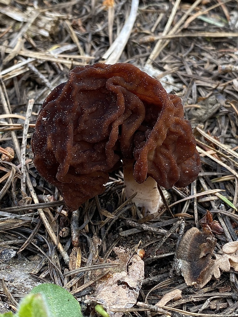 Gyromitra splendida from Lake Wenatchee State Park, Leavenworth, WA, US ...