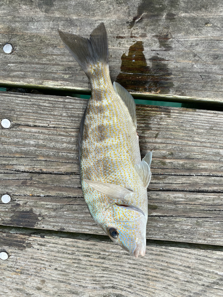 Pigfish from Wrightsville Beach on May 23, 2022 at 05:25 PM by ...