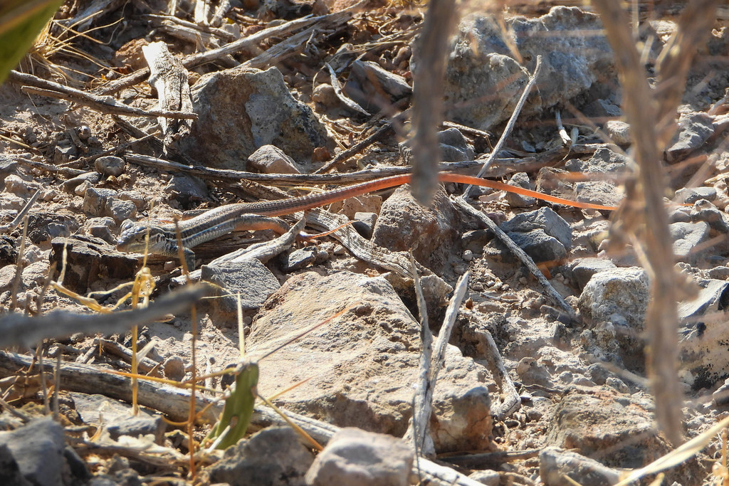 Common Spotted Whiptail from Mapimí, Dgo., México on May 22, 2022 at 09 ...