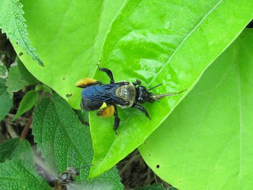 Epicharis affinis · iNaturalist Panamá