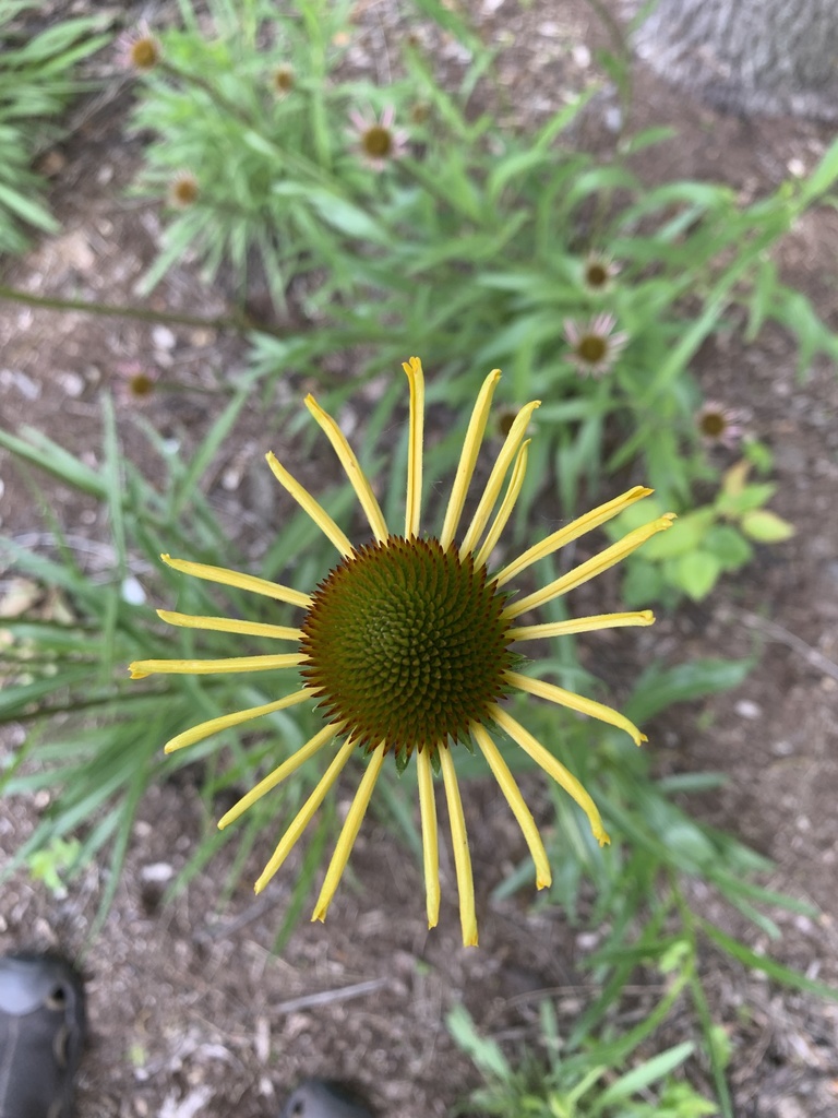 Echinacea paradoxa paradoxa from Wrenwyck Pl, Weldon Spring, MO, US on ...