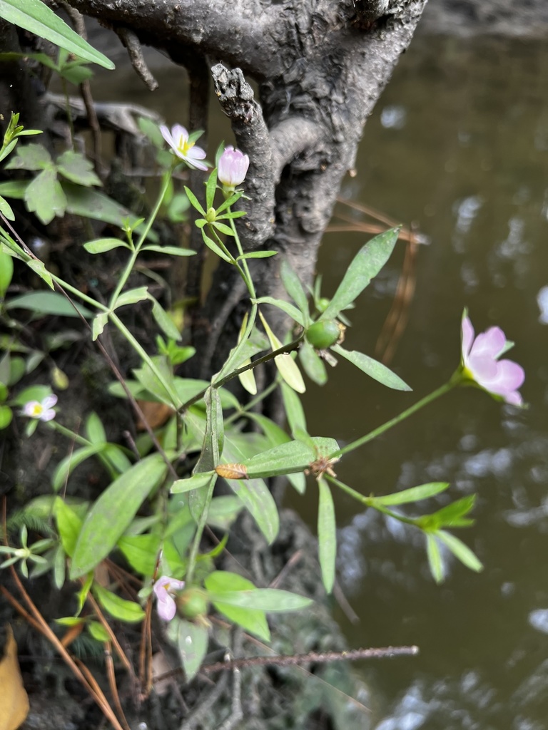 Coastal Rose Gentian from Baytown, TX, US on May 23, 2022 at 10:08 AM ...