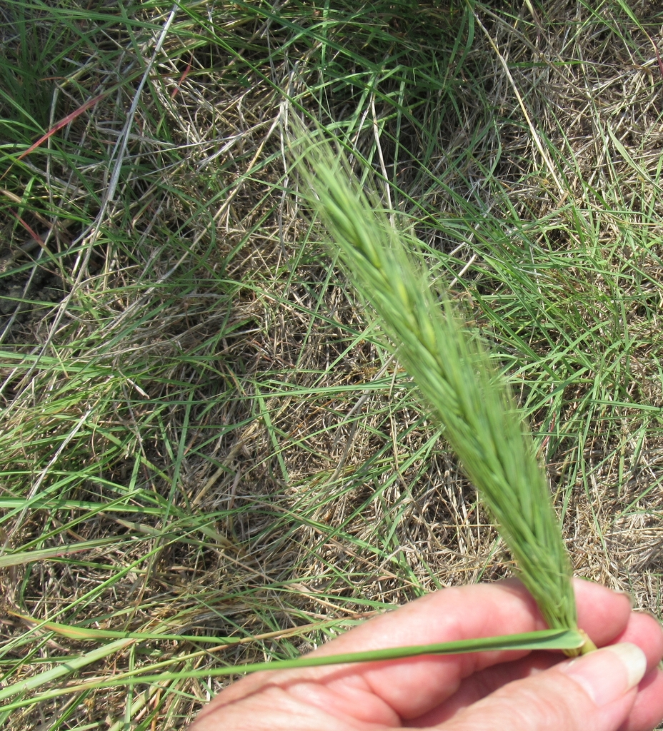 Wild Ryes and Wheatgrasses from Decker Prairie Preserve, Austin, Travis ...