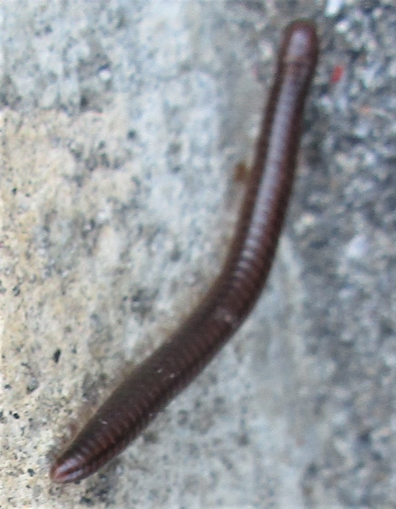 American Giant Millipede Complex from Bout-de-l'Île, Montréal, QC ...