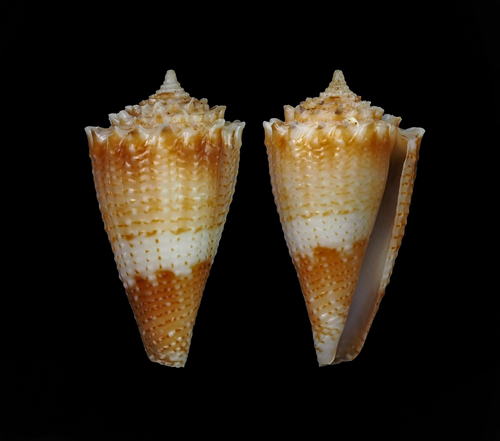 Conus chiangi · iNaturalist Ecuador