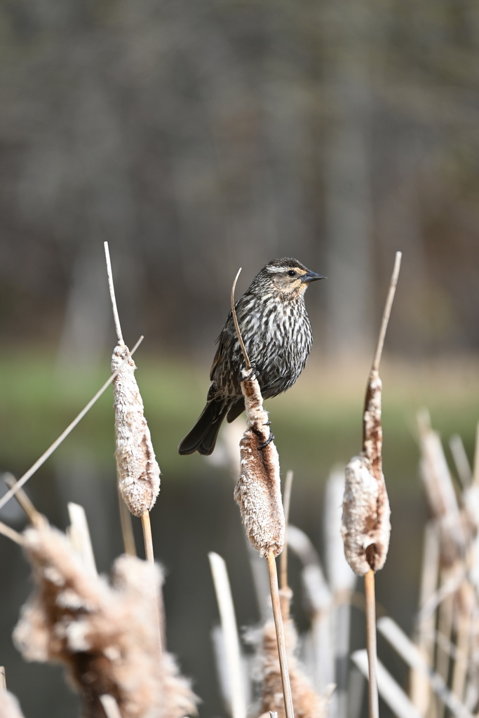 Red-winged Blackbird from Northwest Calgary, Calgary, AB, Canada on May ...