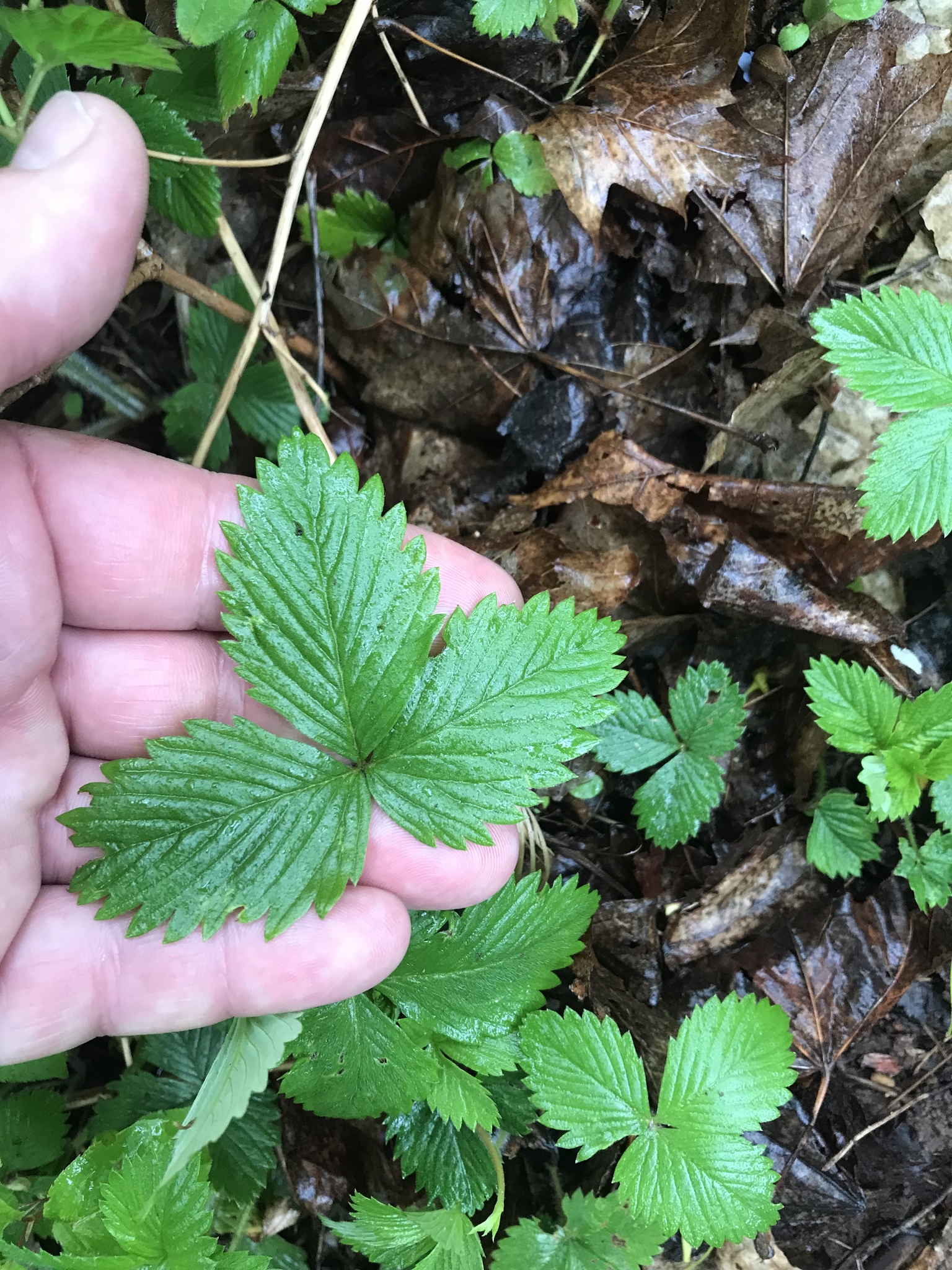 Fragaria vesca subsp. vesca