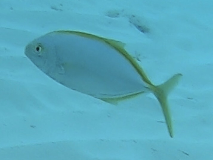 Yellow Jack (Caranx bartholomaei) - Marine Life Identification