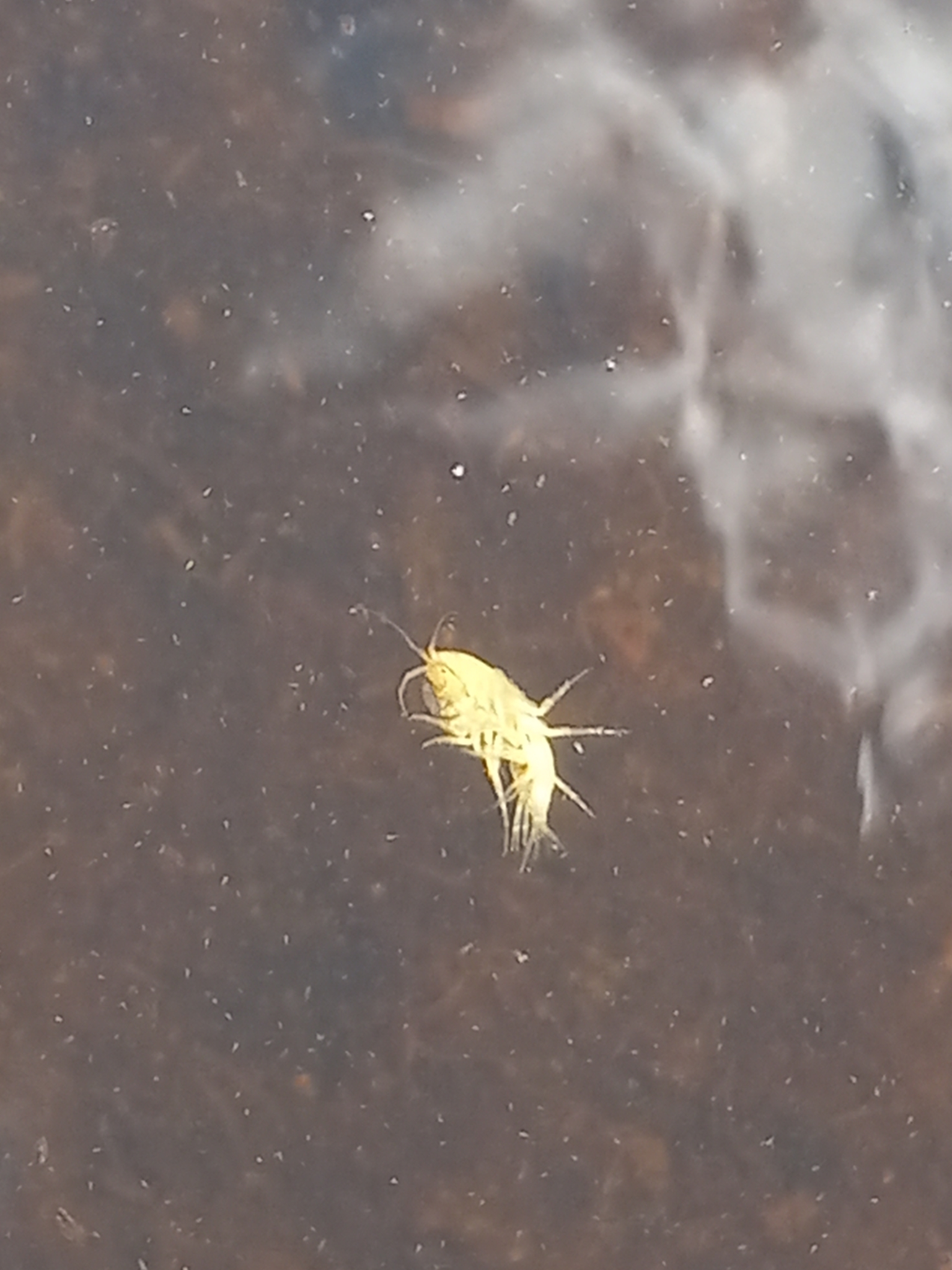 Gammarus lacustris G.O.Sars, 1863