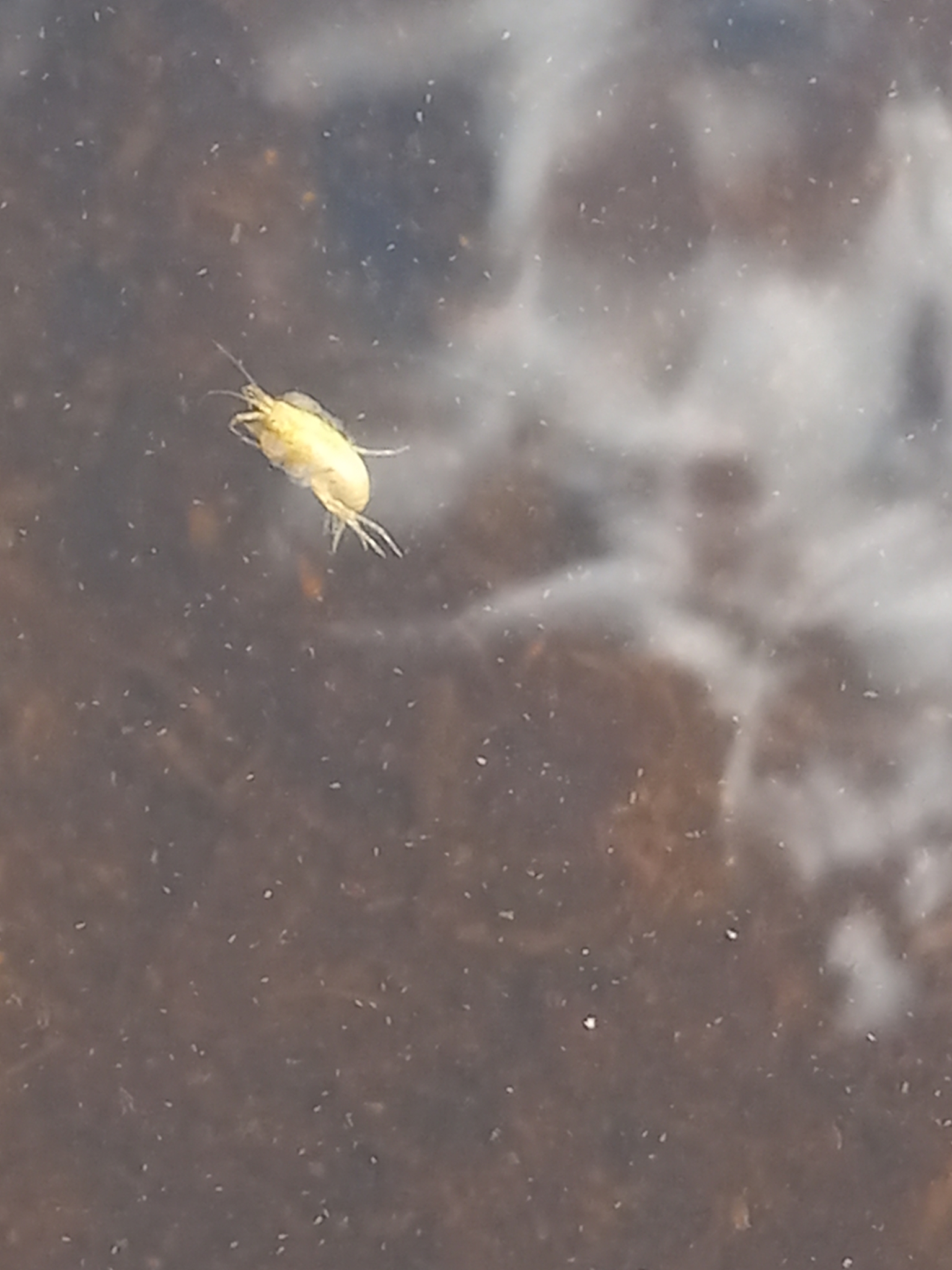 Gammarus lacustris G.O.Sars, 1863