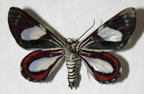 Genus Erateina · iNaturalist