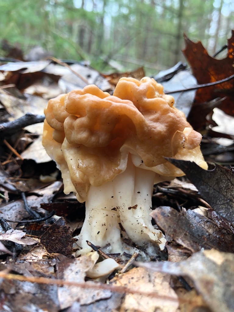 Gyromitra korfii (Gyromitra (False Morel) species of the USA) · iNaturalist