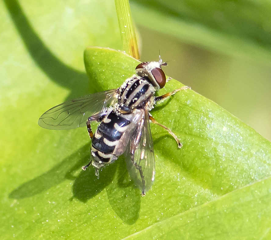 Anasimyia from Kent County, MD, USA on May 23, 2022 at 01:32 PM by ...