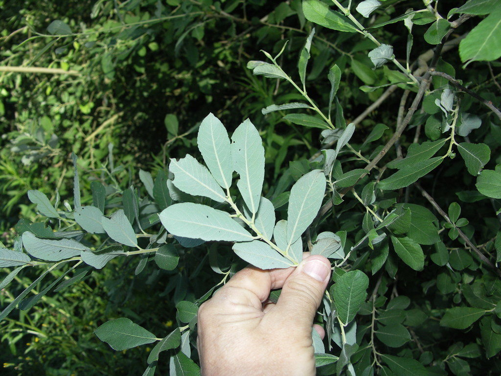 Grey Willow (Beginners Guide to Canterbury Flora) · BioDiversity4All