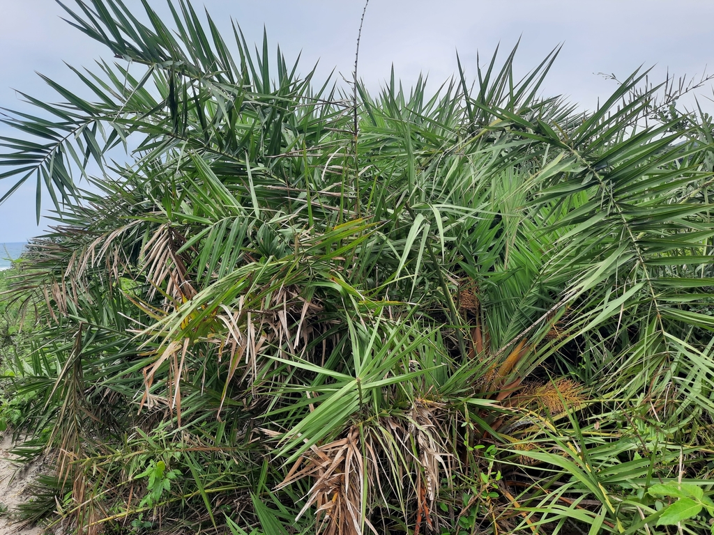 Spiny Date Palm from Sai Kung, HK on May 22, 2022 at 12:46 PM by ...