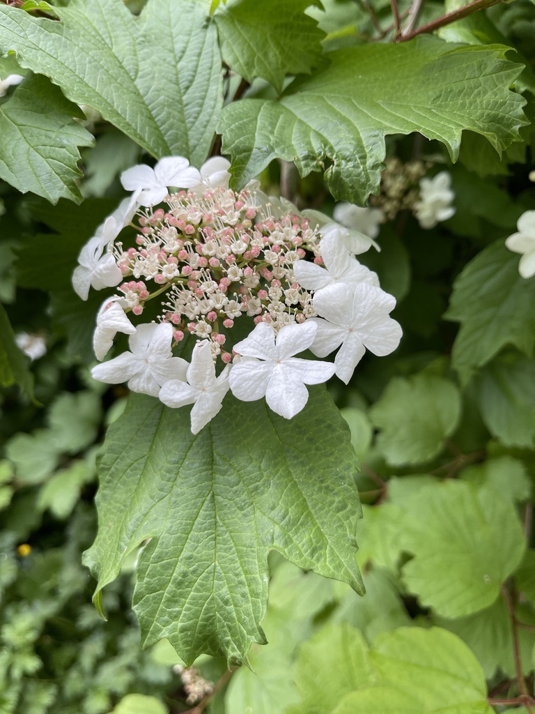 guelder-rose from Burke-Gilman Trail, Seattle, WA, US on May 23, 2022 ...
