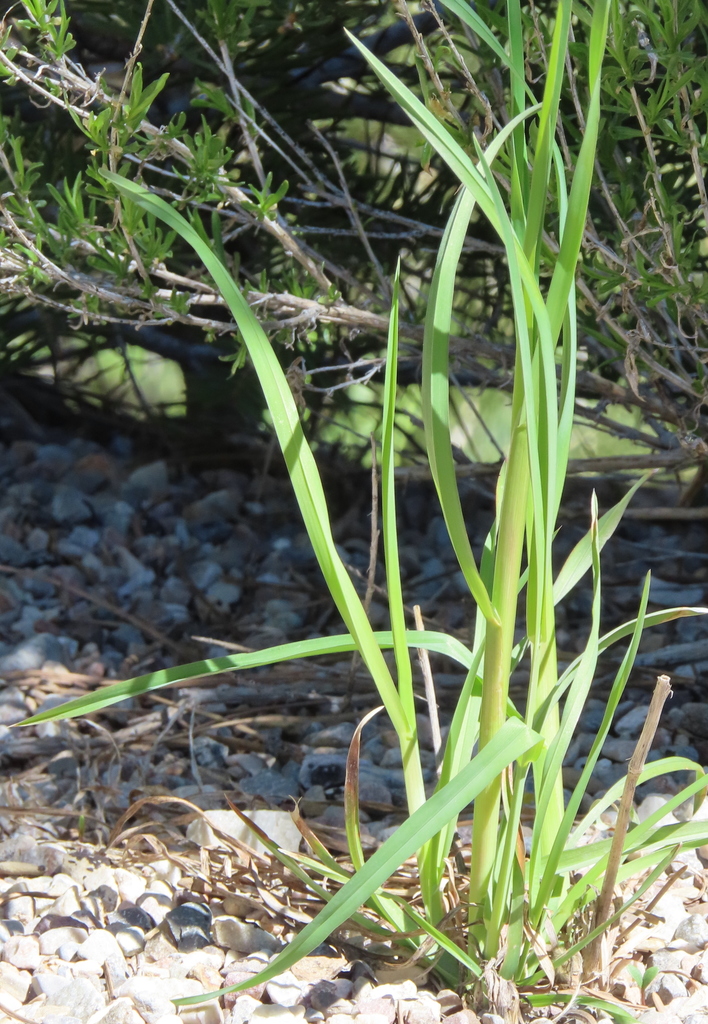 grasses from White Pine County, NV, USA on May 23, 2022 at 11:54 AM by ...