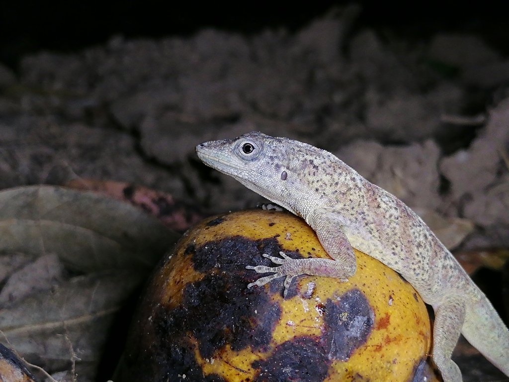 Bronze Anole from Endeavour, Trinidad and Tobago on May 23, 2022 at 08: ...