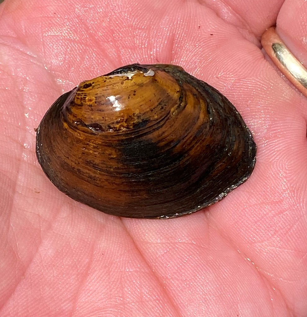 Ovate Clubshell in May 2022 by Jeff Garner · iNaturalist