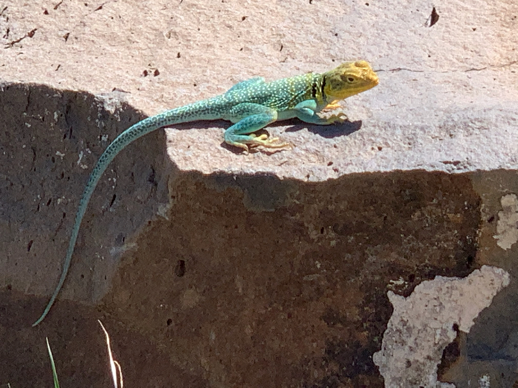 Eastern Collared Lizard in July 2020 by braden_steidley · iNaturalist
