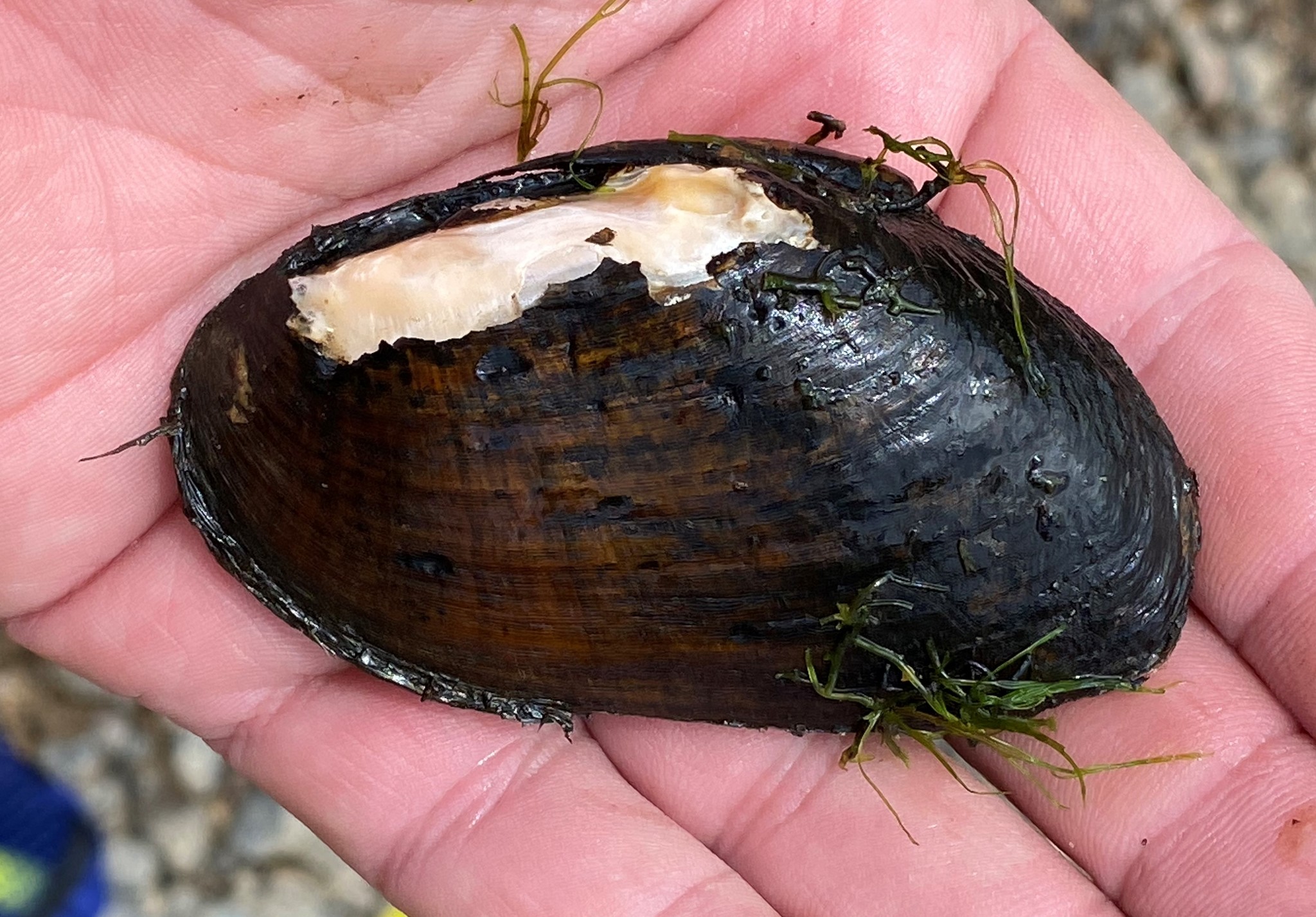 Elliptio arca (Conrad, 1834)