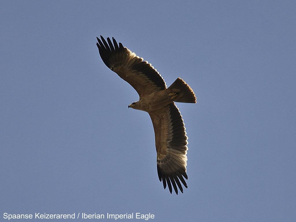 Imperial Eagle (Birds of Serbia - guide - old) · iNaturalist
