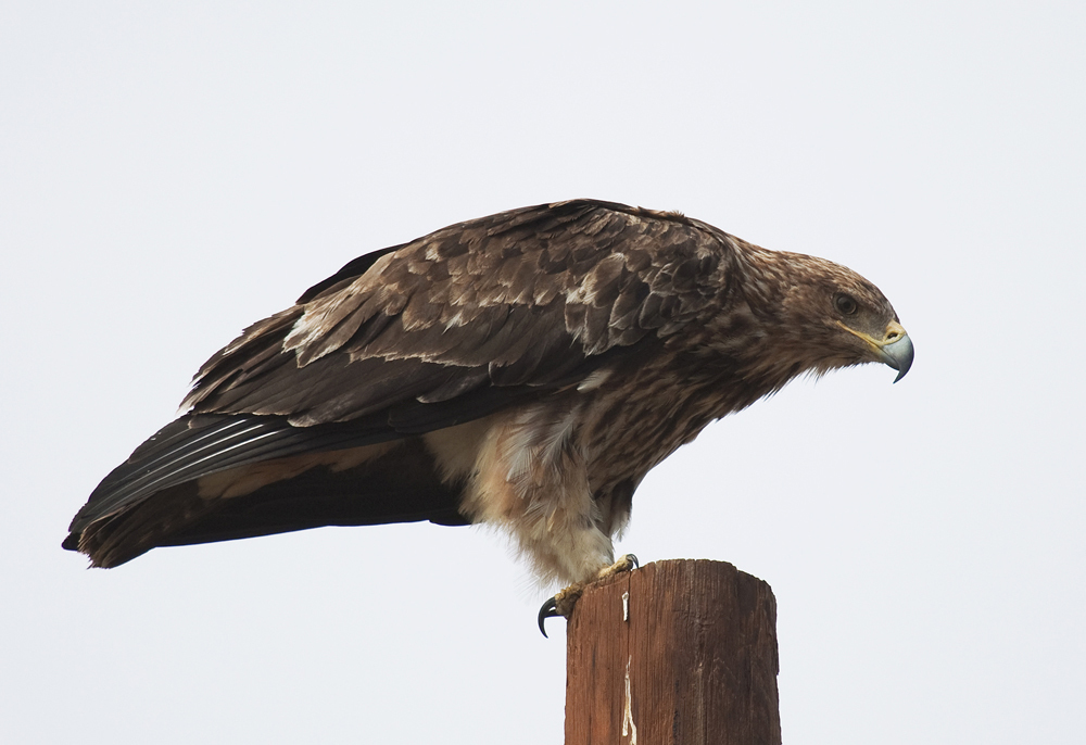 Imperial Eagle (Birds of Serbia - guide - old) · iNaturalist
