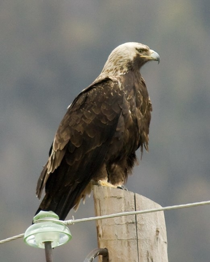 Imperial Eagle (Birds of Serbia - guide - old) · iNaturalist