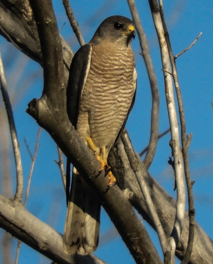 Levant Sparrowhawk (Birds of Serbia - guide - old) · iNaturalist