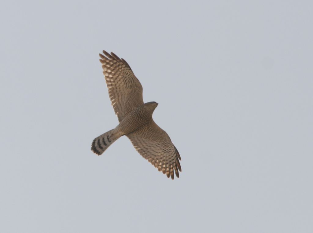 Levant Sparrowhawk (Birds of Serbia - guide - old) · iNaturalist