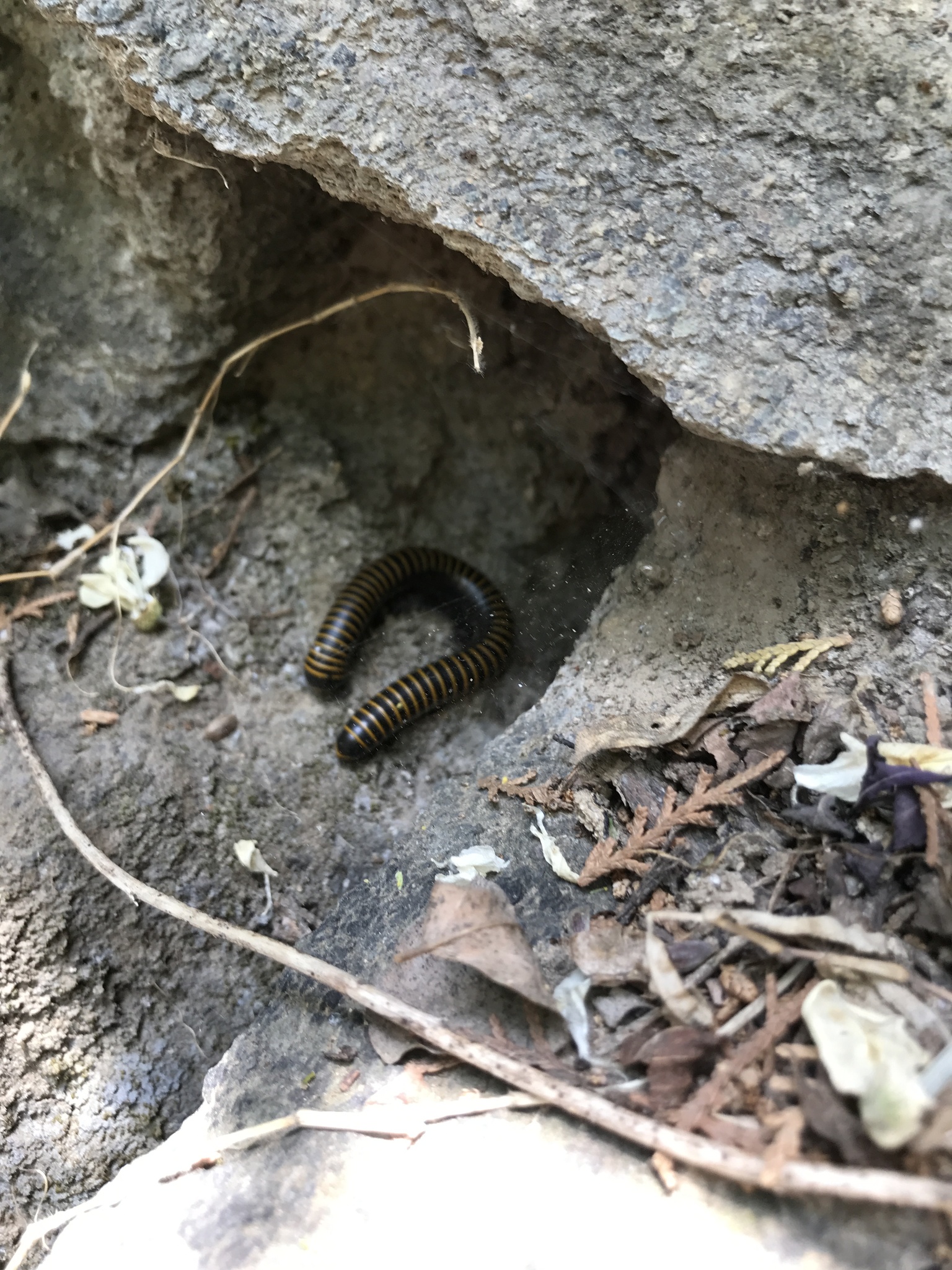 Spirobolus bungii Brandt, 1833