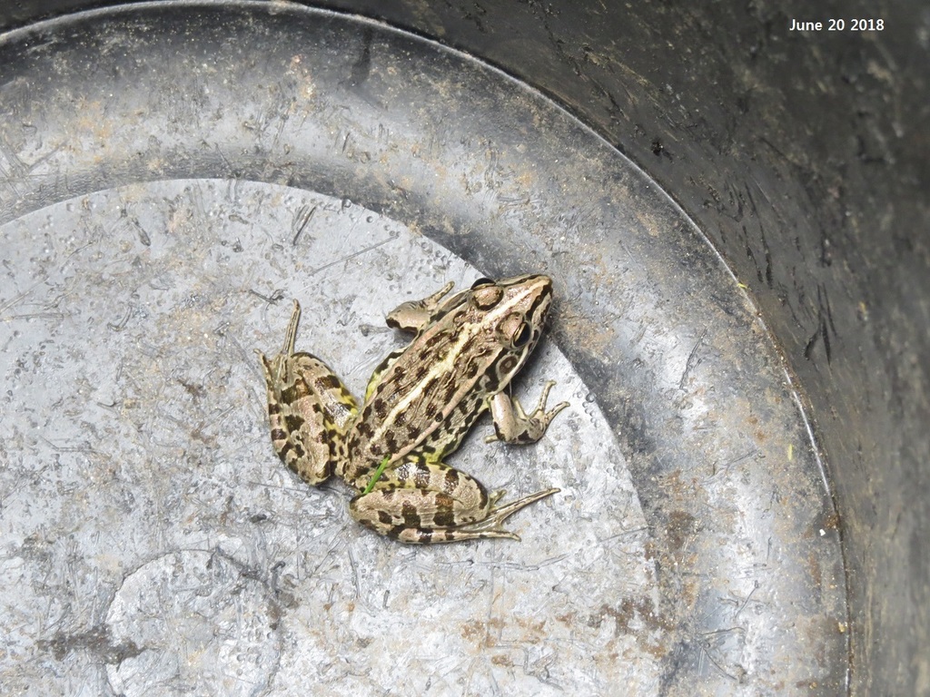 Black-spotted Frog in June 2018 by Alexander Ganse · iNaturalist
