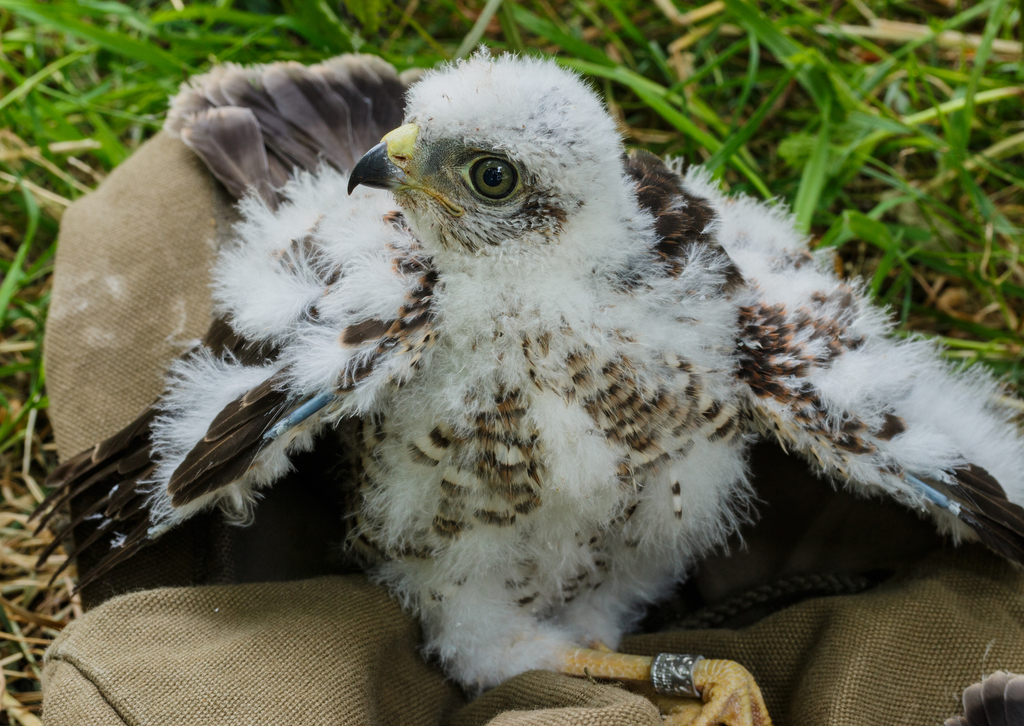 Eurasian Sparrowhawk (Birds of Serbia - guide - old) · iNaturalist