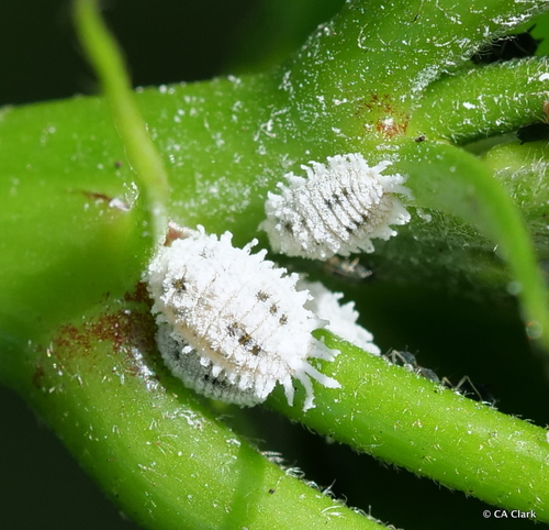 Cotton Mealybug (Phenacoccus solenopsis) · iNaturalist