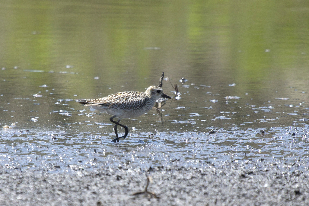 Pacific Golden-Plover from Brisbane QLD, Australia on November 2, 2013 ...