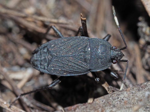 Lethaeus ater · iNaturalist