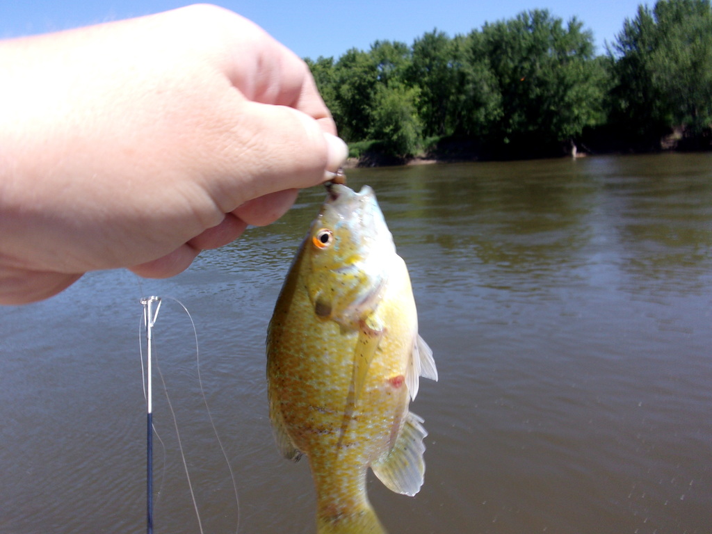 Common Sunfishes from Lasalle County, IL, USA on June 4, 2018 at 11:21 ...