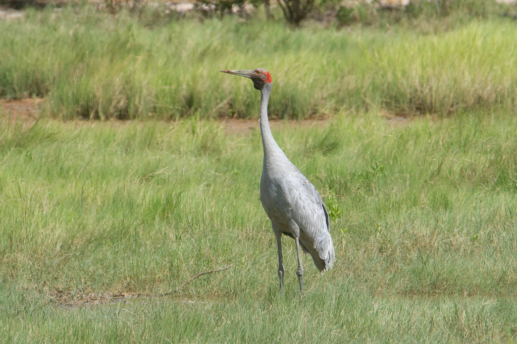 Brolga from Normanton, QLD on May 18, 2022 at 01:26 PM by dhfischer ...