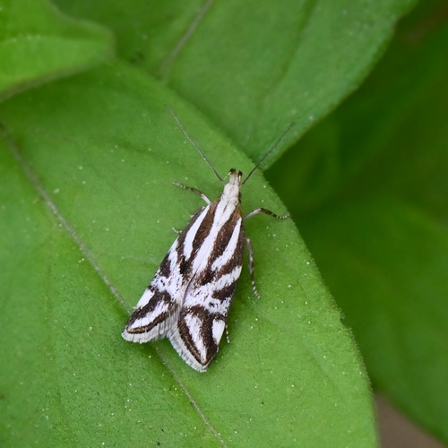 Orophia denisella · iNaturalist