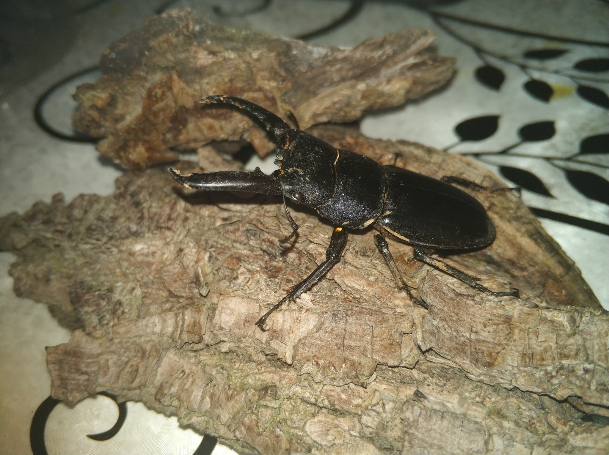 Serrognathus titanus platymelus (Saunders, 1854)