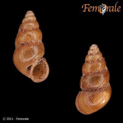 slender walker (Terrestrial Mollusks of Alabama) · iNaturalist