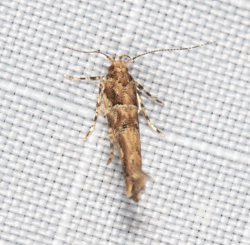 Pyroderces rileyi · iNaturalist Mexico