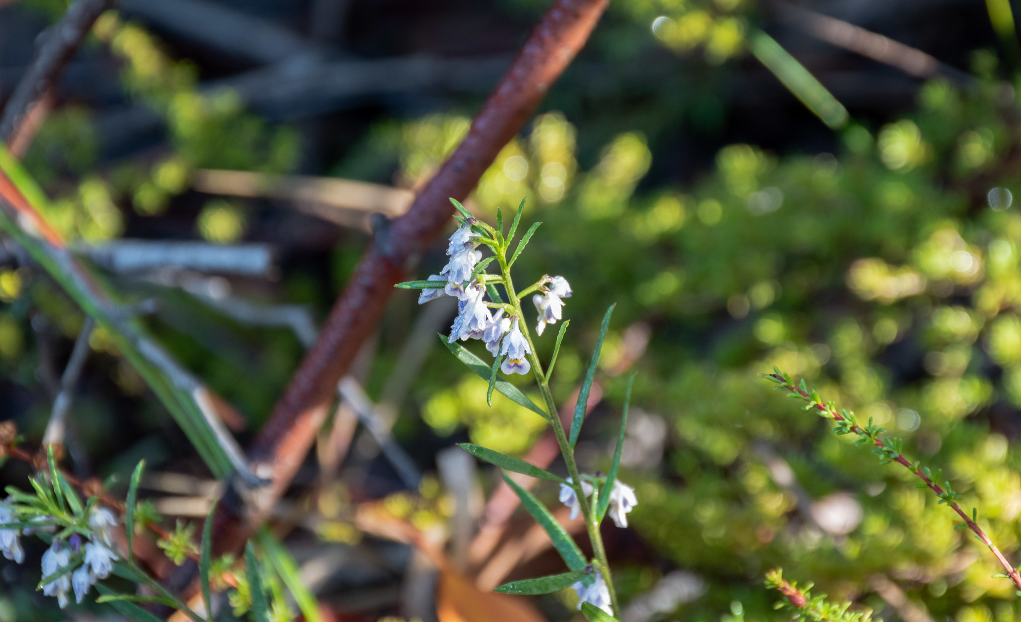 Pigea floribunda (Lindl.) Lindl.