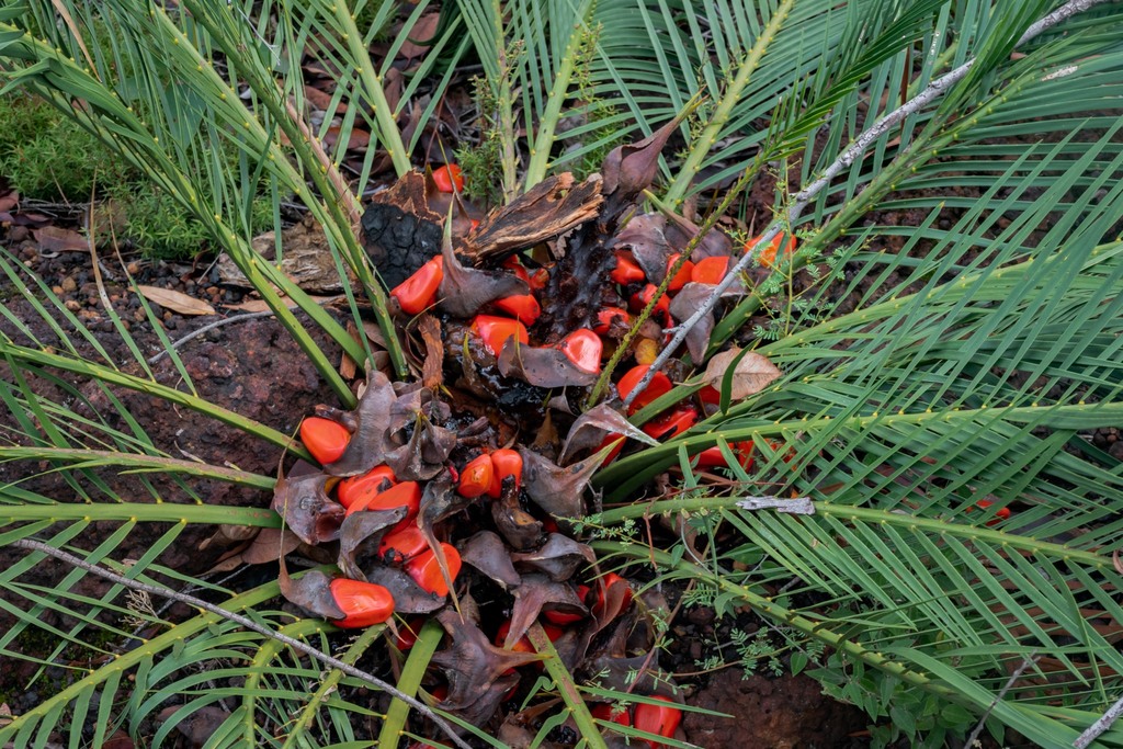 Zamia Palm (Macrozamia riedlei) - Botanical Realm