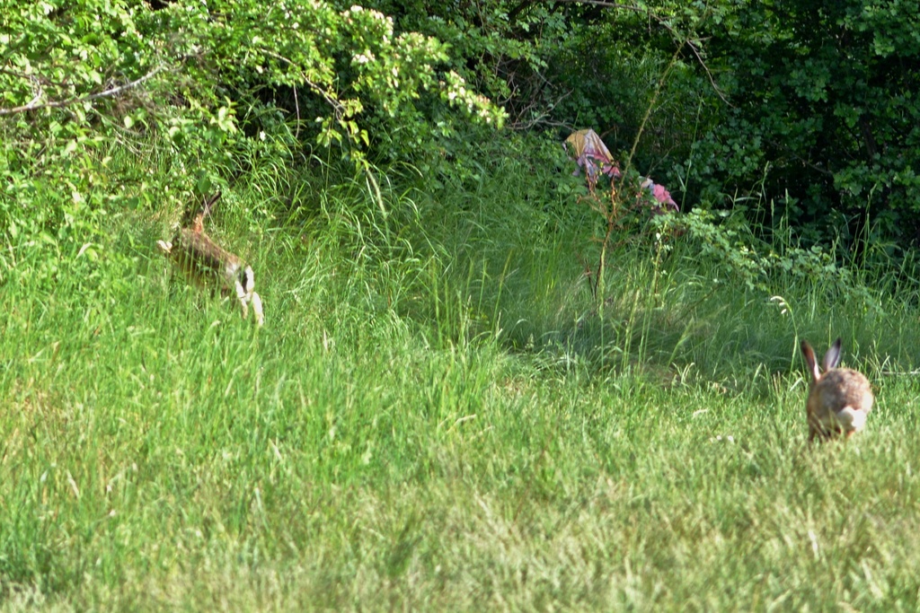 European Rabbit from Mladá Boleslav, Středočeský, Czechia on May 23 ...