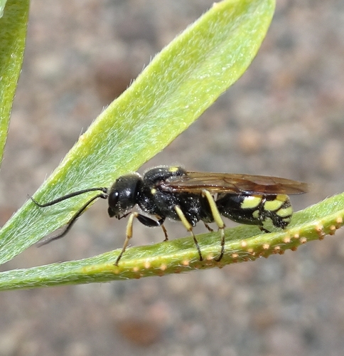género Lycogaster · NaturaLista Colombia