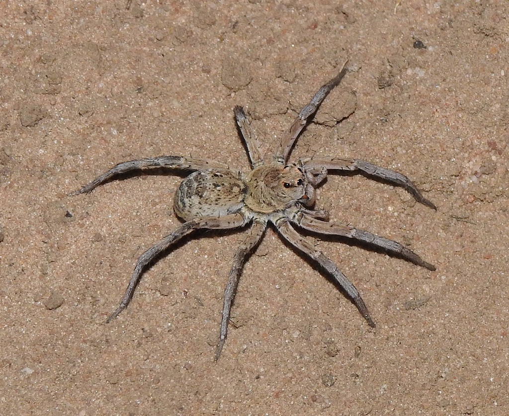 Tiger Wolf Spider from Raakajlim, Colignan, VIC, Australia on April 16 ...