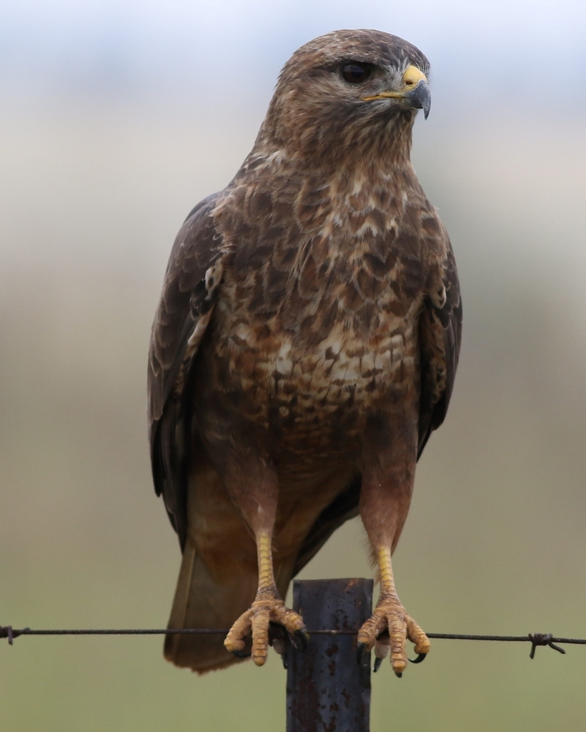 Common Buzzard (Birds of Serbia - guide - old) · iNaturalist