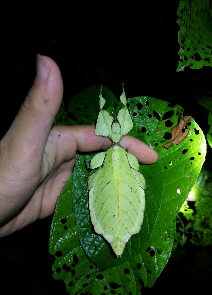 Cryptophyllium tibetense from 中国西藏自治区林芝市墨脱县 on July 21, 2019 at 02:28 ...