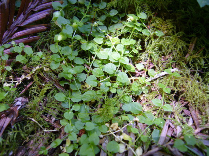 Crisp Starwort (Carkeek Park, NW Seattle) · iNaturalist